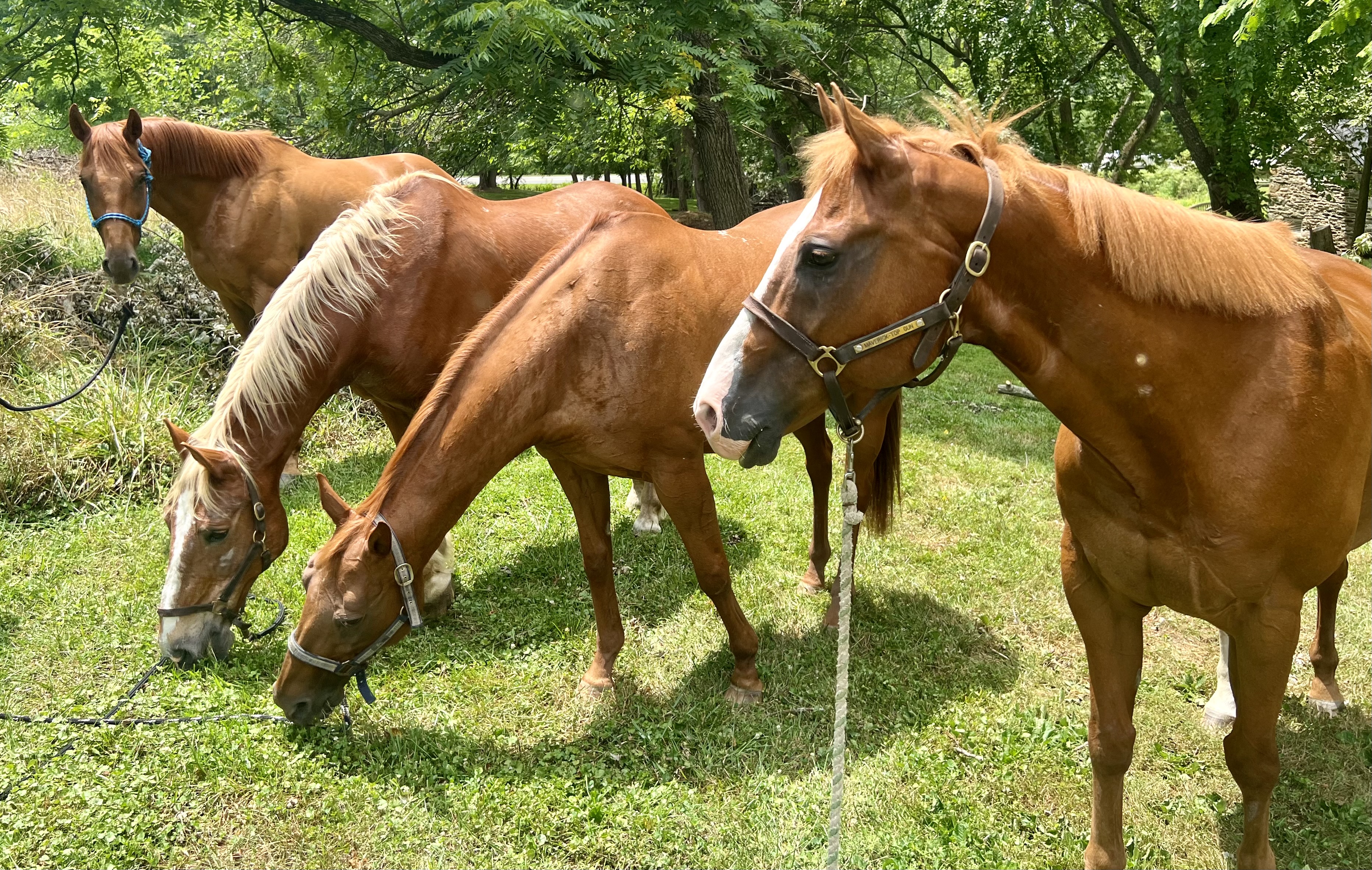 About Our Horses